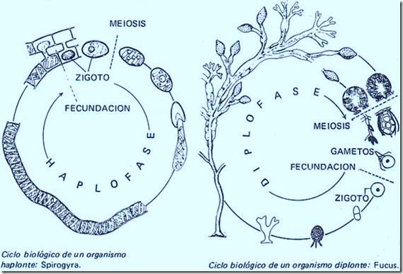 Ciclos Biológicos - Ciencia Explicada